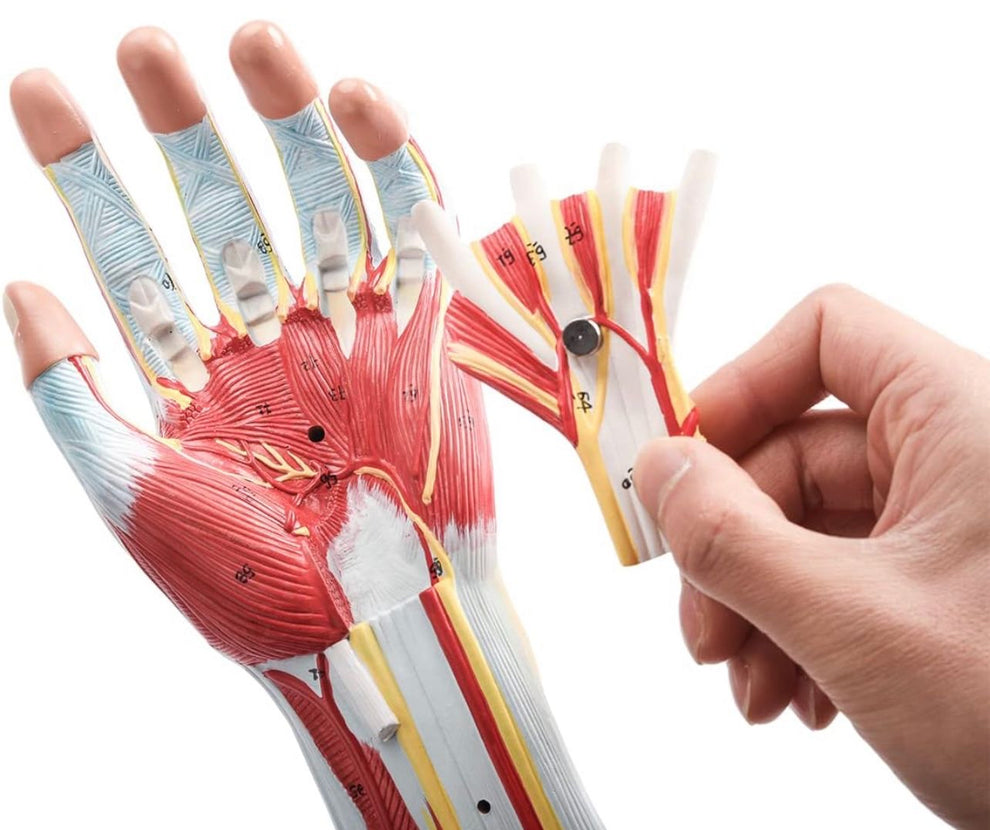 Modelo Anatómico Muscular de Brazo – FISIOTECH