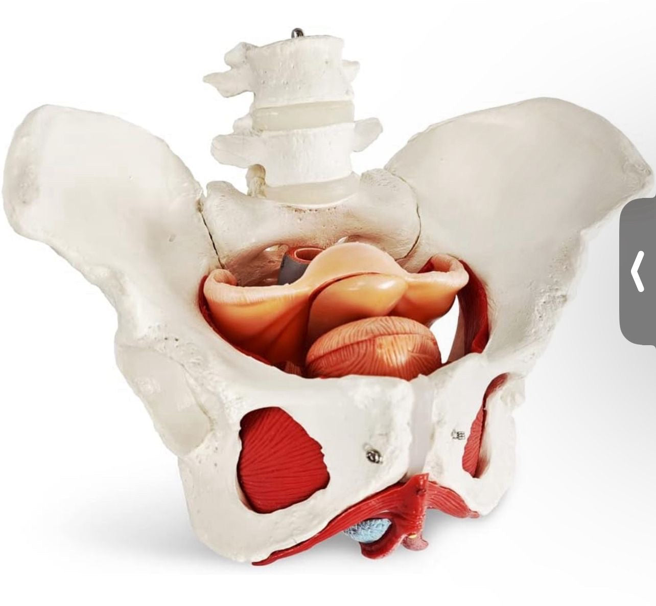 Modelo anatómico de pelvis femenina con músculos del suelo pélvico ...