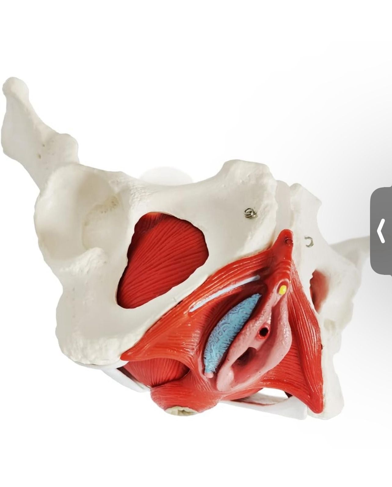 Modelo anatómico de pelvis femenina con músculos del suelo pélvico ...