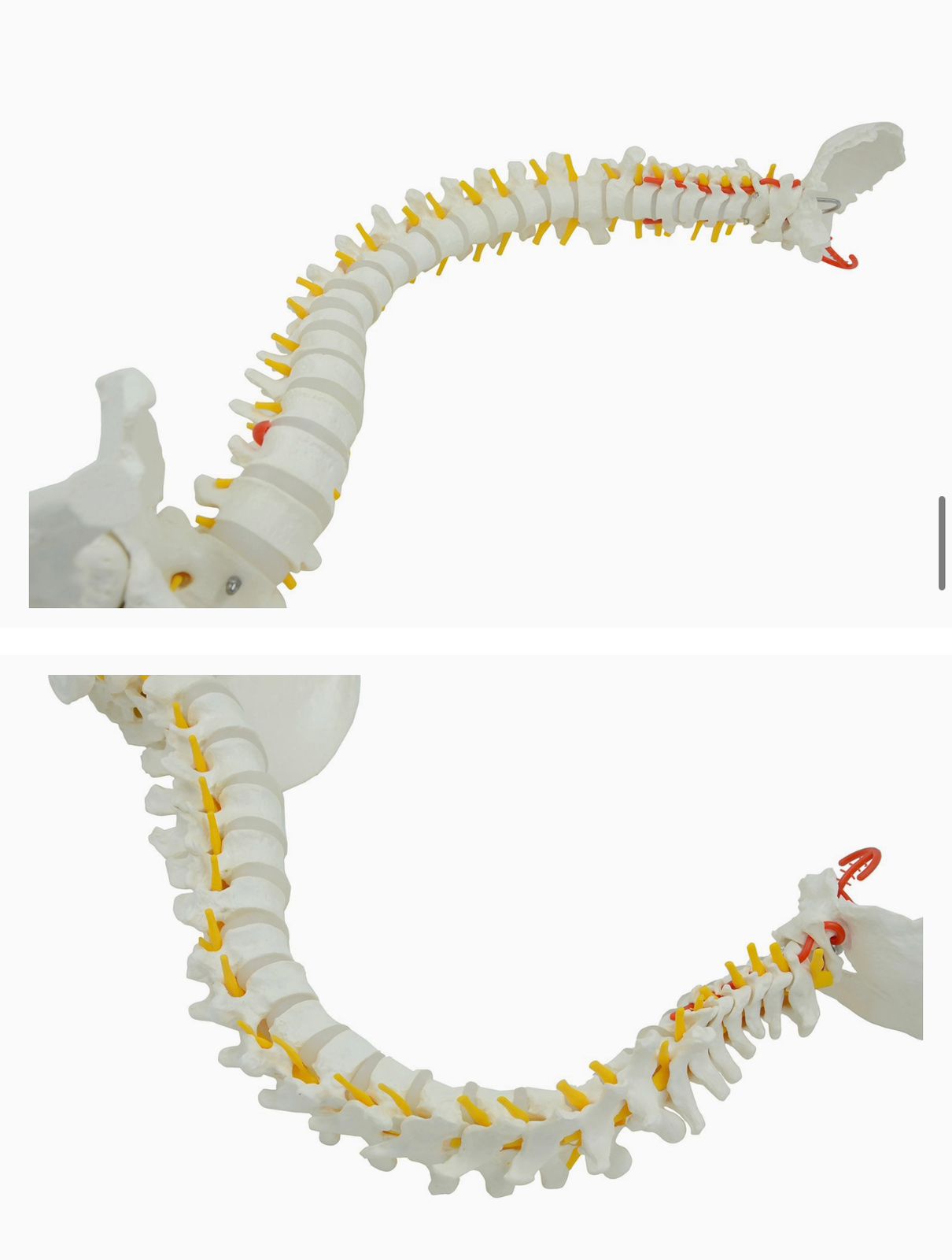 Modelo Anatómico Columna Vertebral – FISIOTECH