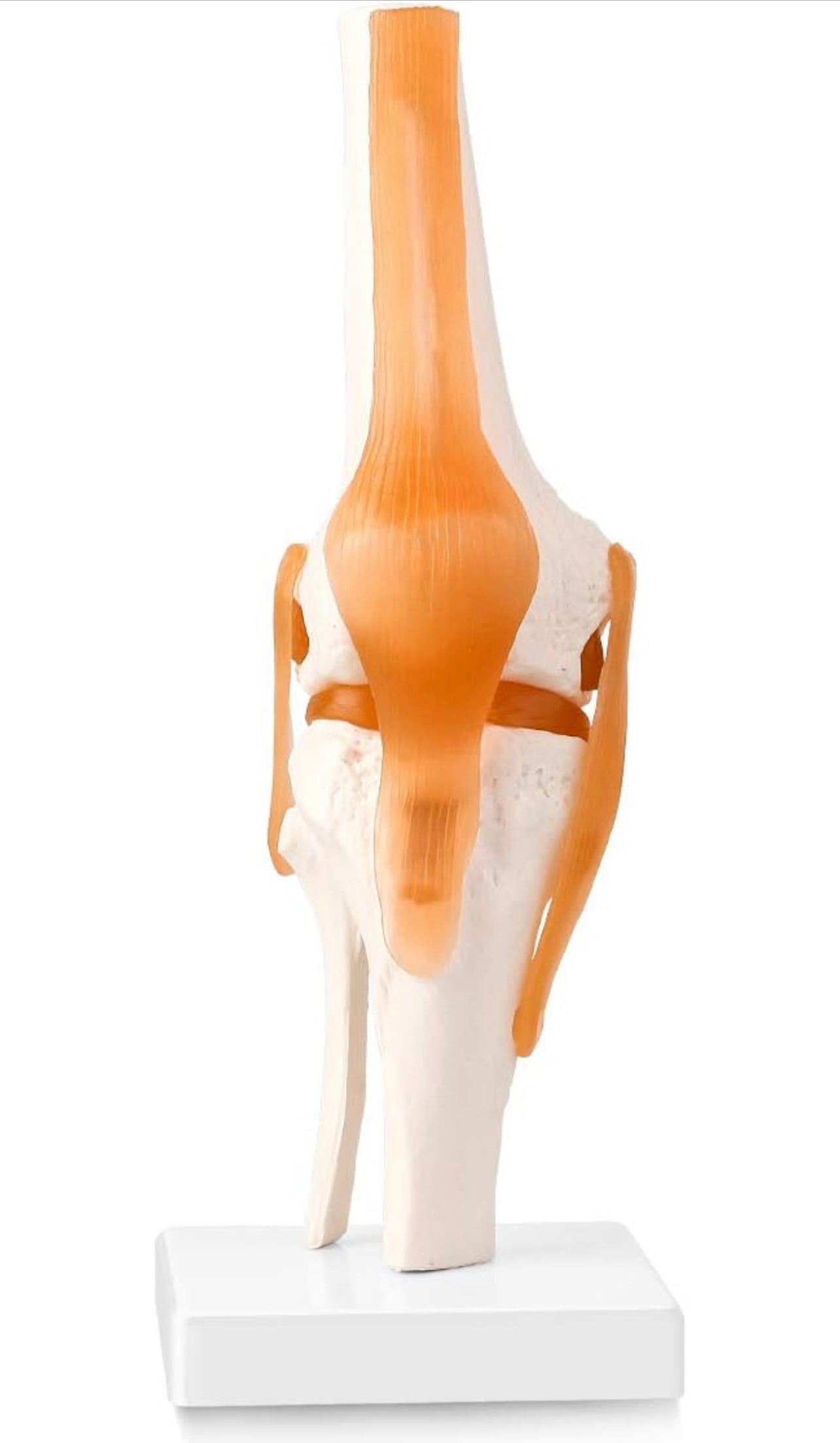 Modelo Anatómico de Rodilla – FISIOTECH